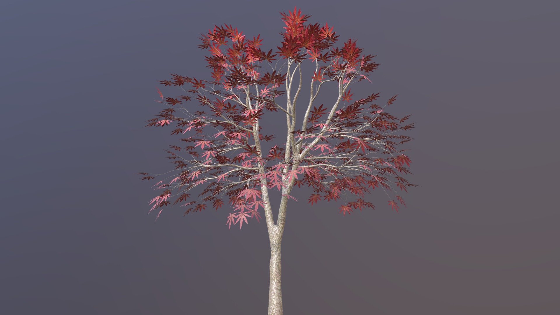 Japanese maple tree - Download Free 3D model by Helindu [7823324 ...