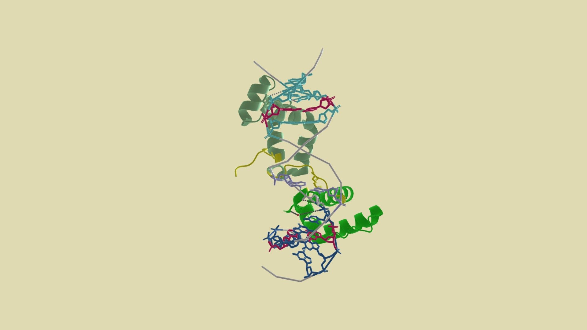 CENP-B protein-DNA complex - 3D model by adrianne_sun [7825eaa] - Sketchfab