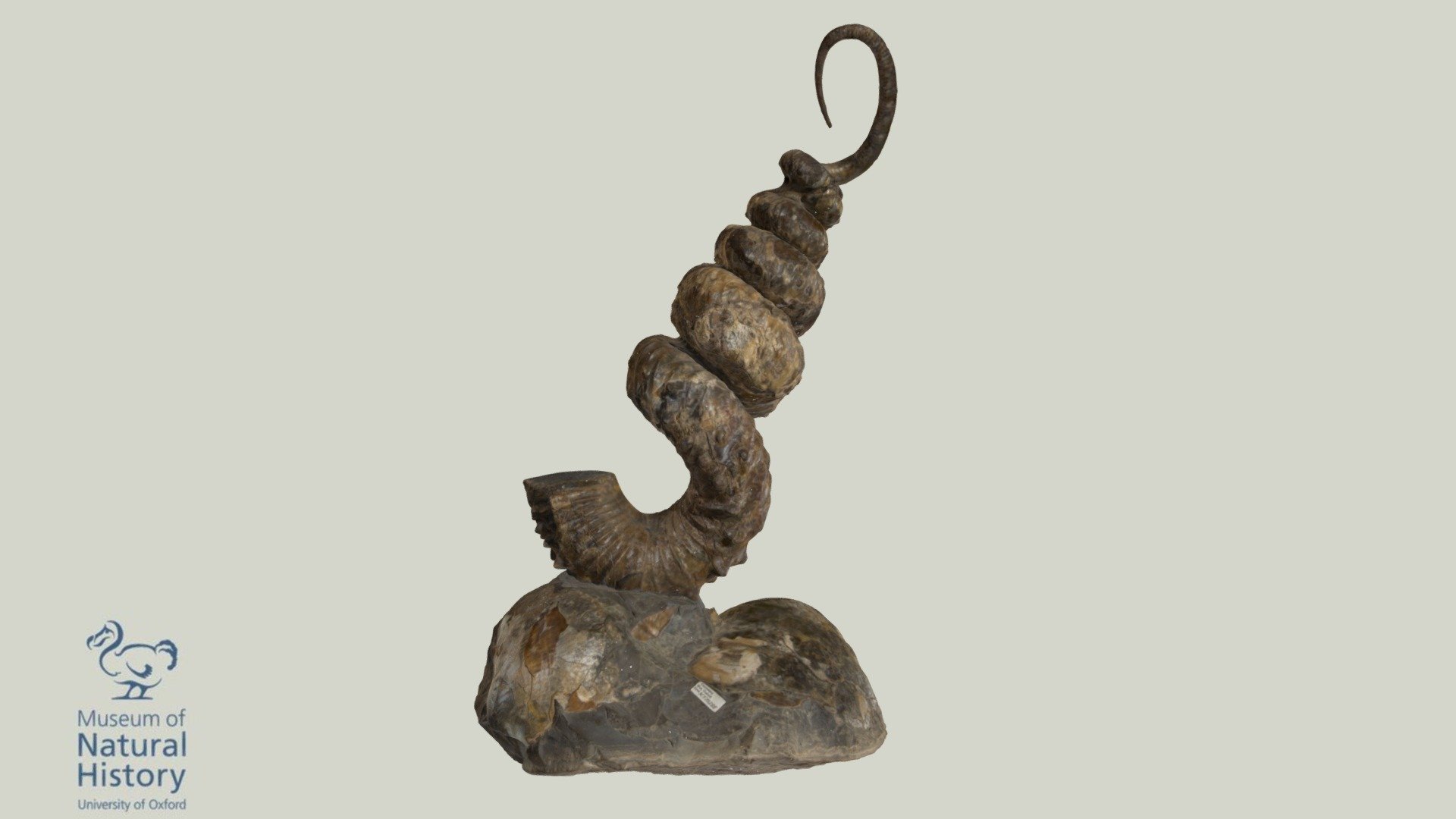 Ammonite - 3D model by Oxford University Museum of Natural History ...