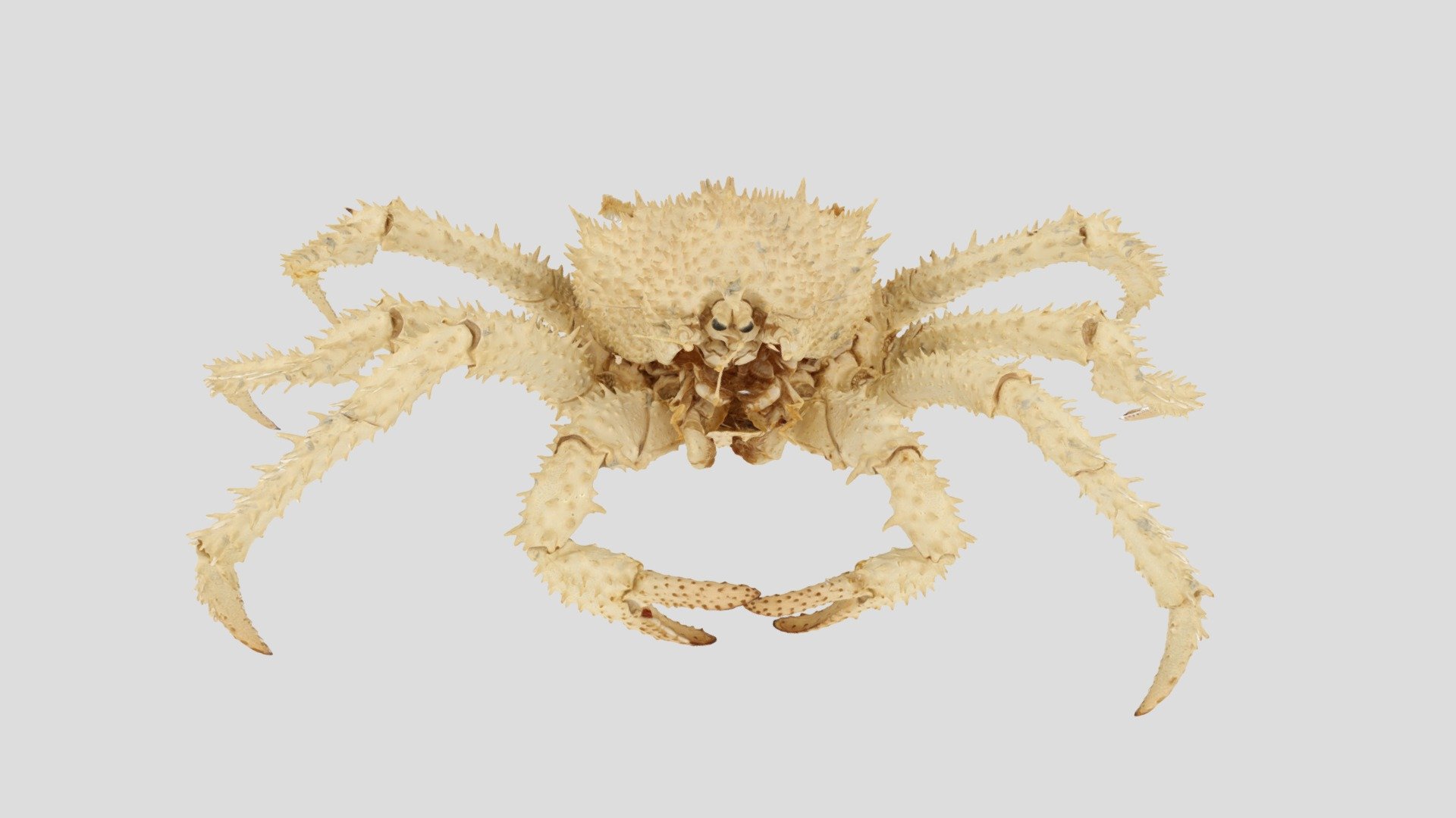 Paralomis spinosissima - 3D model by MNA (Italian National Antarctic ...