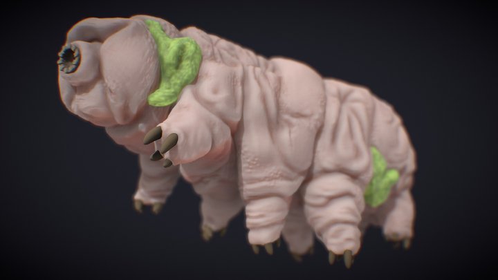 Tardigrade 3D models - Sketchfab