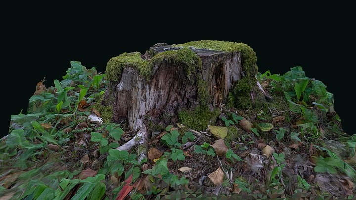 Moss 3D models - Sketchfab