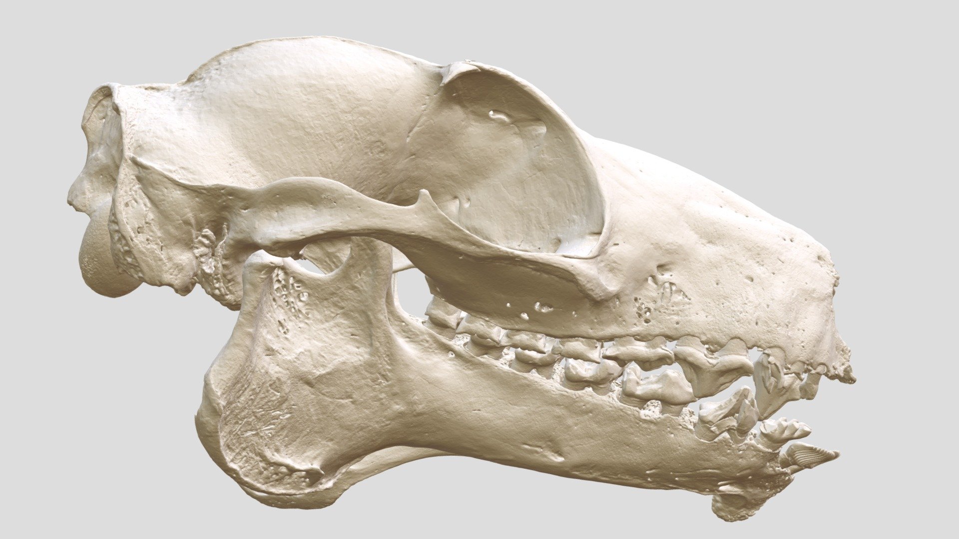 Cynocephalus volans (MSB:Mamm:85690) - 3D model by Biodiversity ...