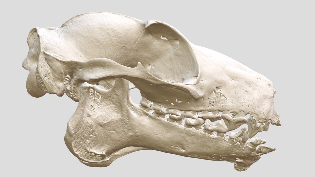 Dermoptera Skulls - A 3D model collection by Biodiversity - Sketchfab