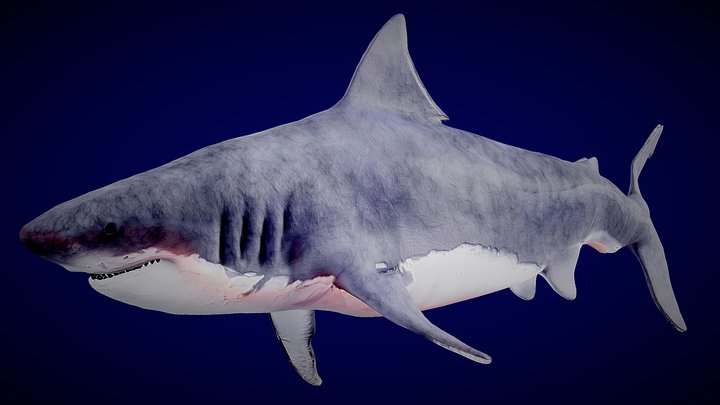 Megalodon 3D models - Sketchfab