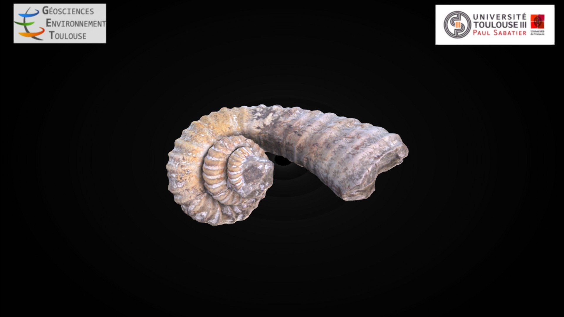 Heteroceras - Download Free 3D model by Marc de RAFELIS (@derafelis ...