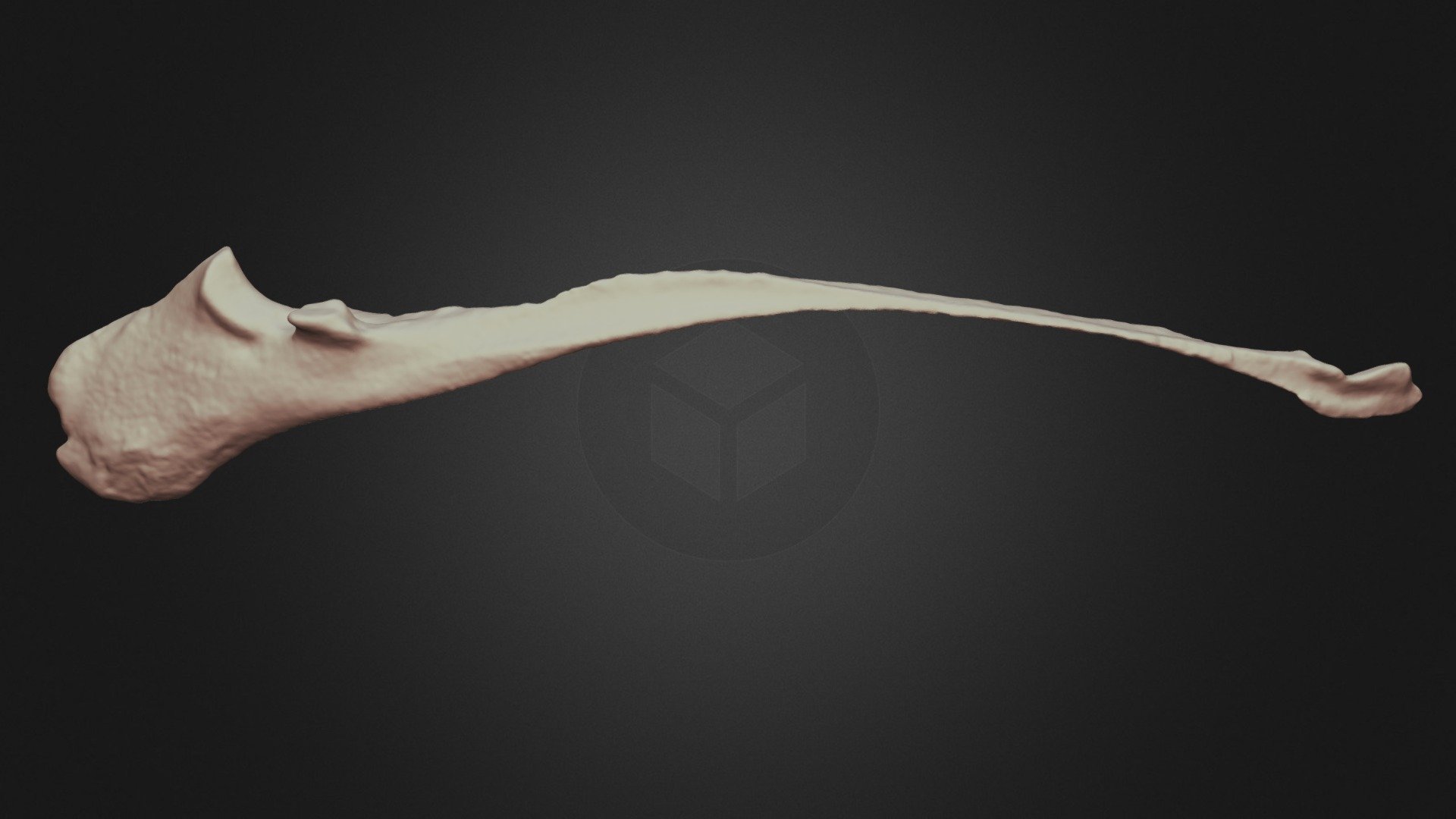 Odocoileus virginianus (Deer) Right Ulna - 3D model by Lakehead ...