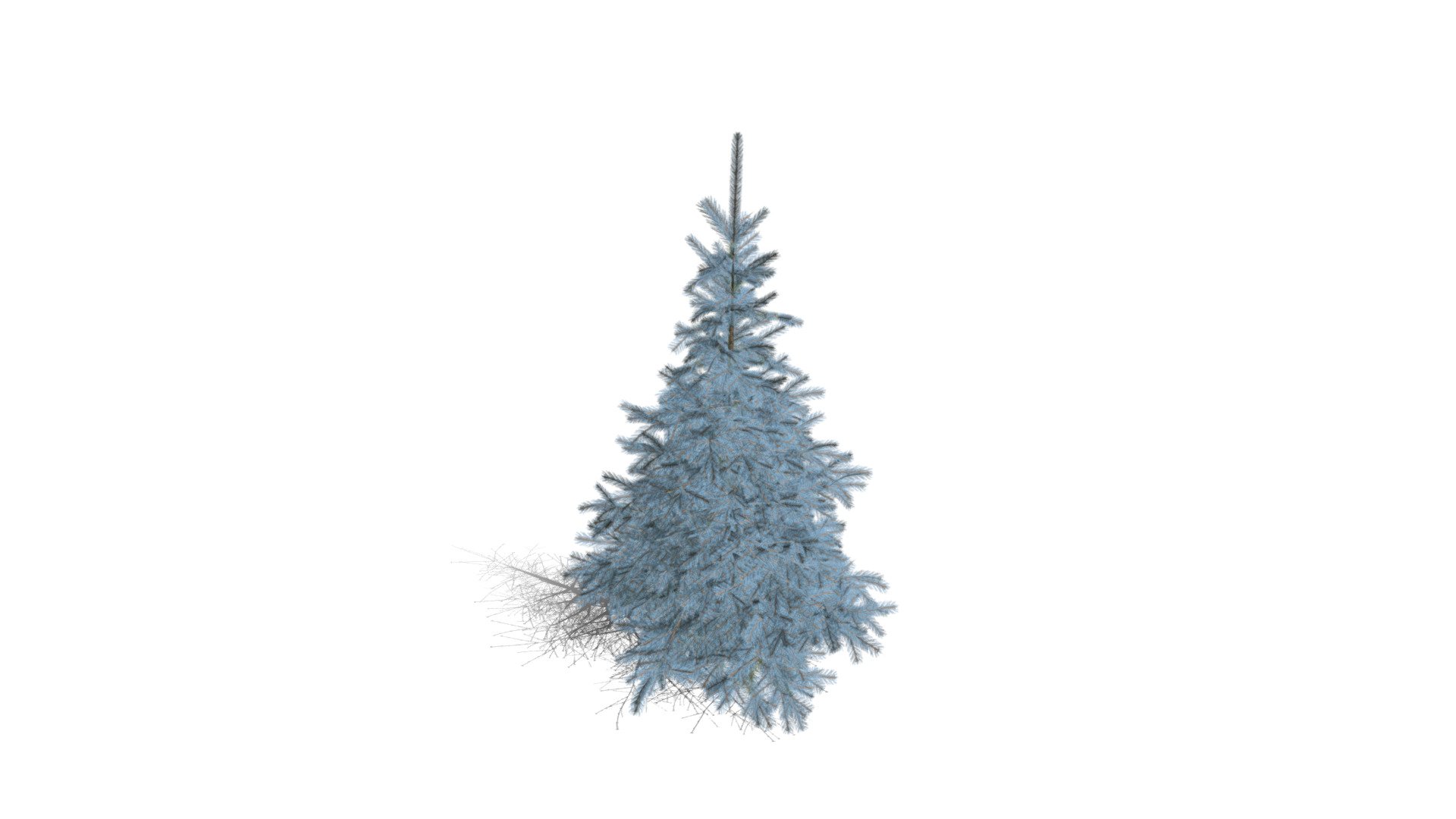 Realistic HD Colorado Blue spruce Koster (6/43) - Buy Royalty Free 3D ...