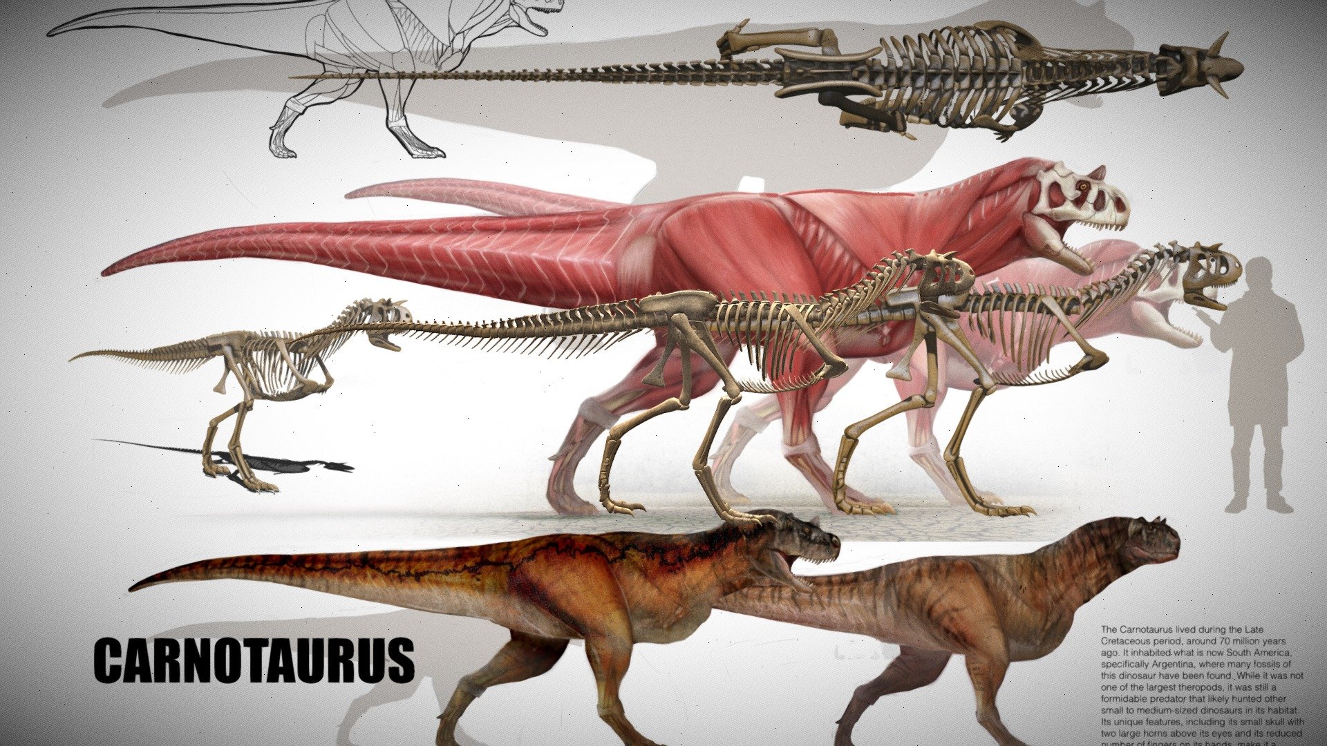 Carnotaur - Meat eating Bull - 3D model by LJMU-LSS (@ljmu) [784316e ...