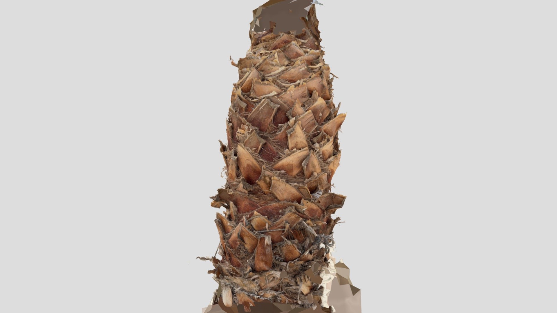Palm Tree Trunk - Download Free 3D model by luckebjucke [78475b9 ...