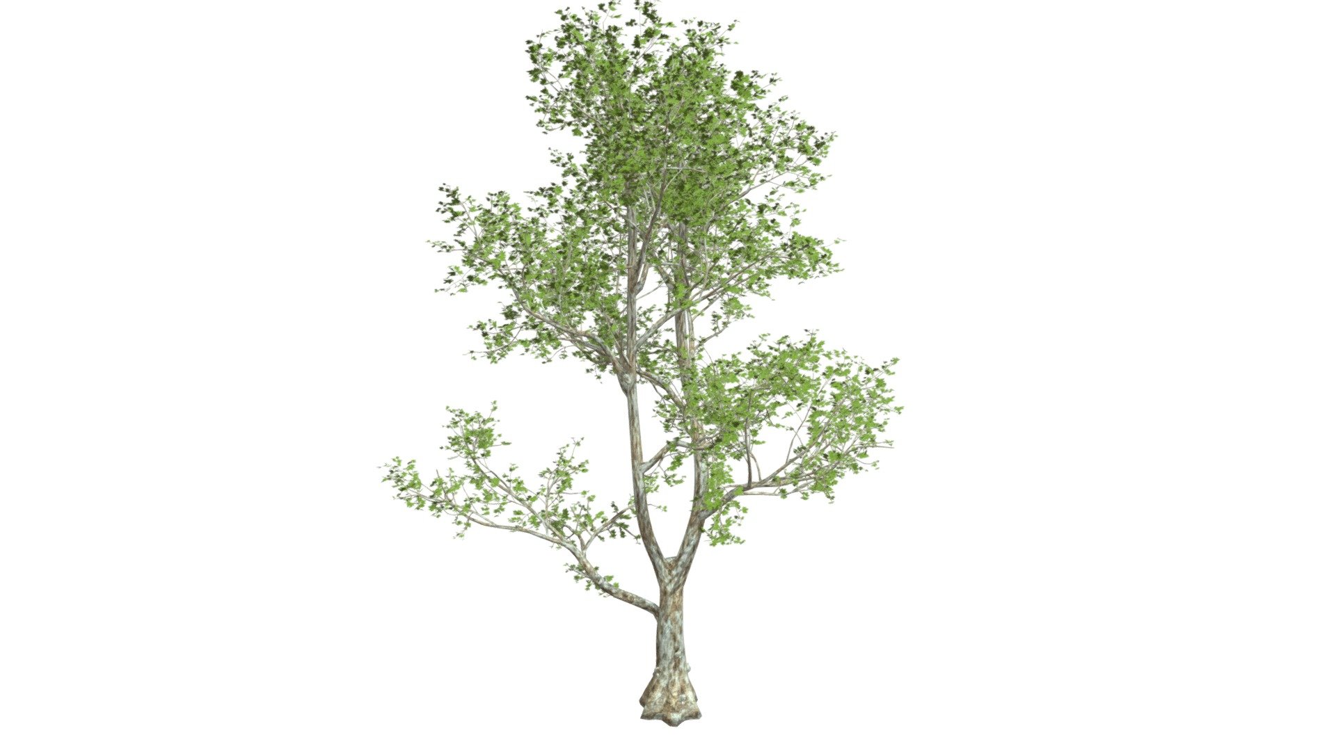 London Plane Tree #06 - Buy Royalty Free 3D model by meshshape [784d302 ...
