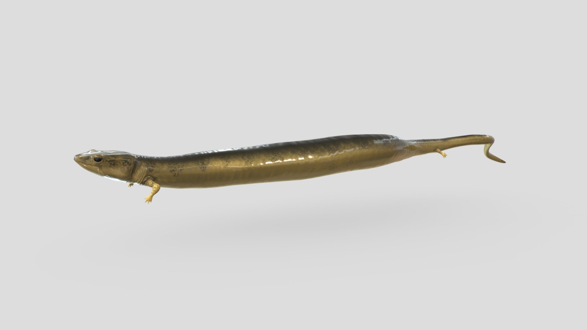 Brachydectes elongates - Buy Royalty Free 3D model by RickStikkelorum ...