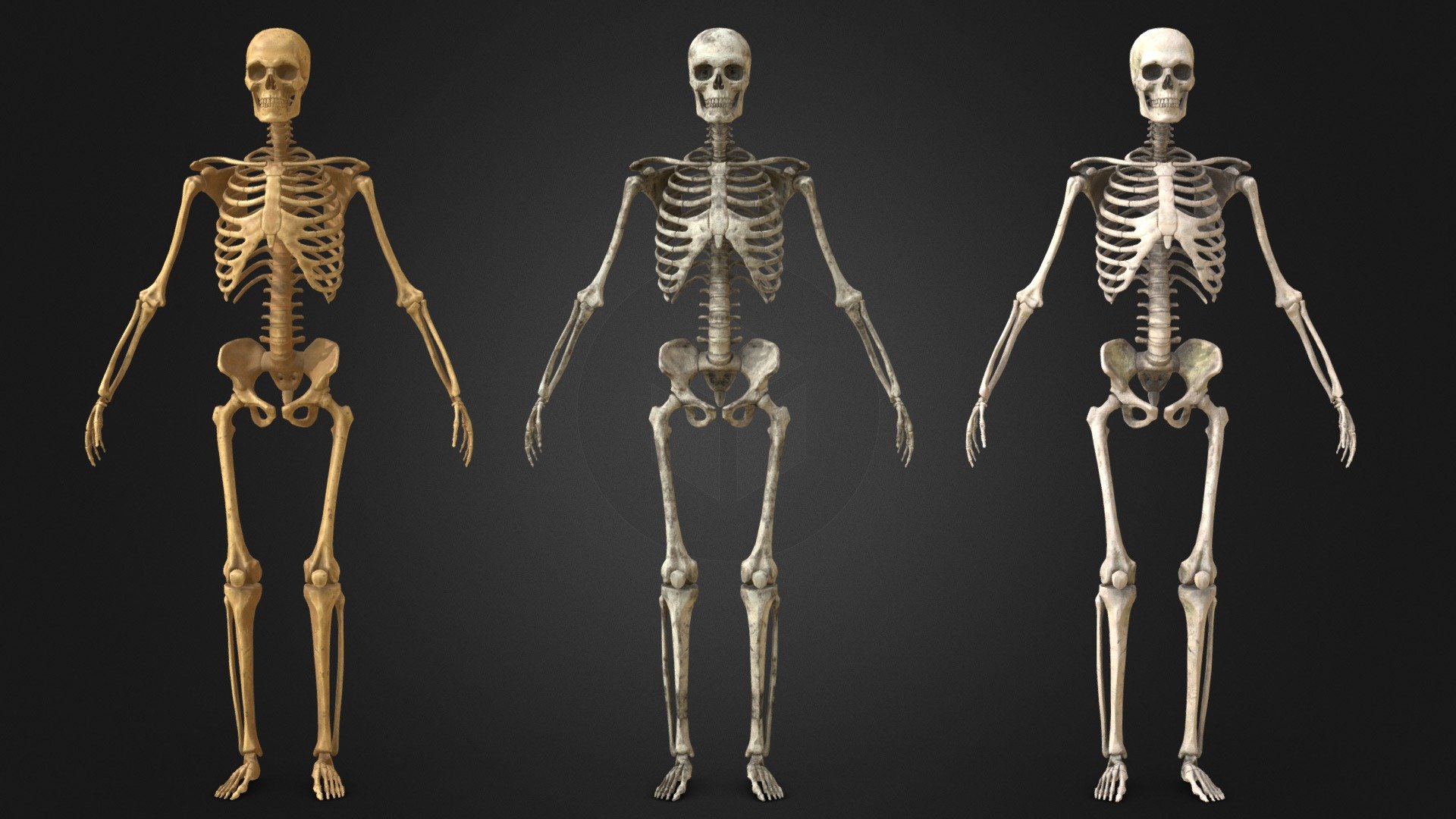 Human male skeleton 3 versions - 3D model by Eleanie [785585b] - Sketchfab