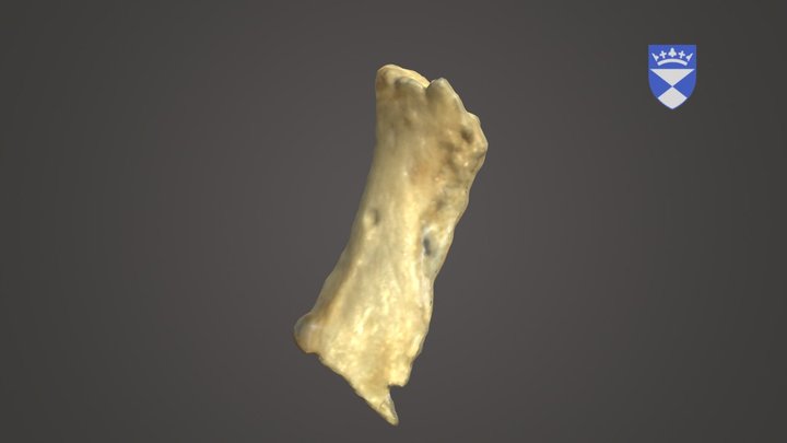 Nasal 3D models - Sketchfab