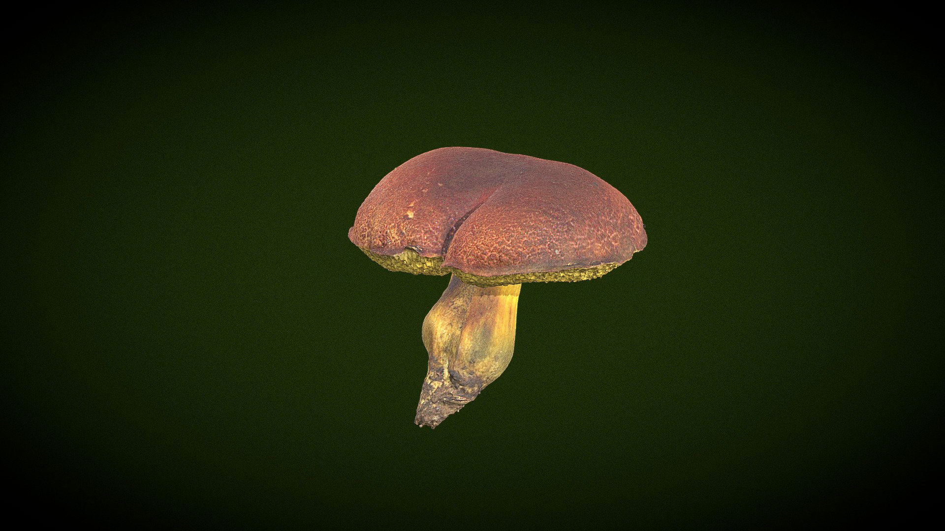 Xerocomus sp. - Real fungi 3D scan - Download Free 3D model by Vincent ...
