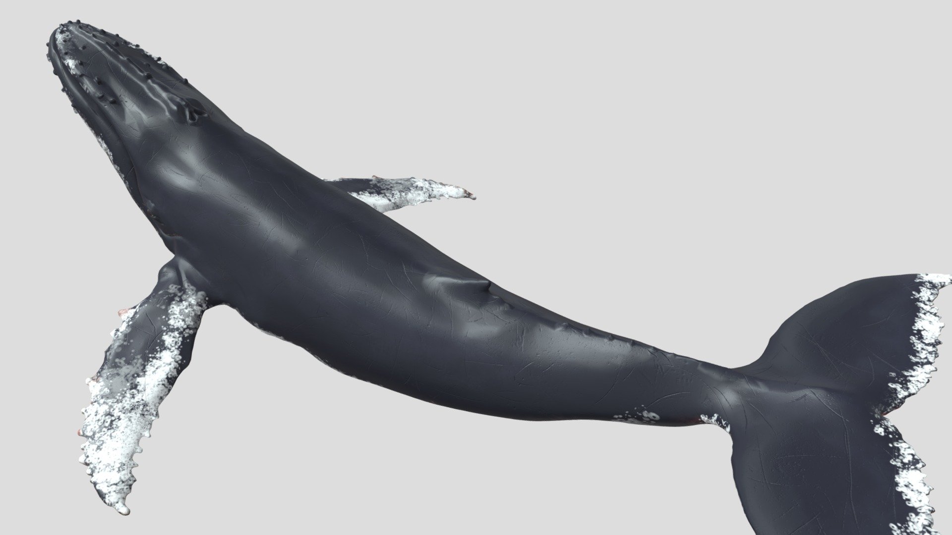 4K 鲲 Humpback Whale run - Buy Royalty Free 3D model by haibo (@haibo545001) [78619ac ...