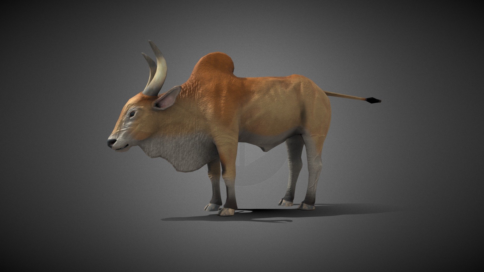 Indian Bull - 3D model by e-restrepo1114 (@EmanuelRestrepoVelez ...