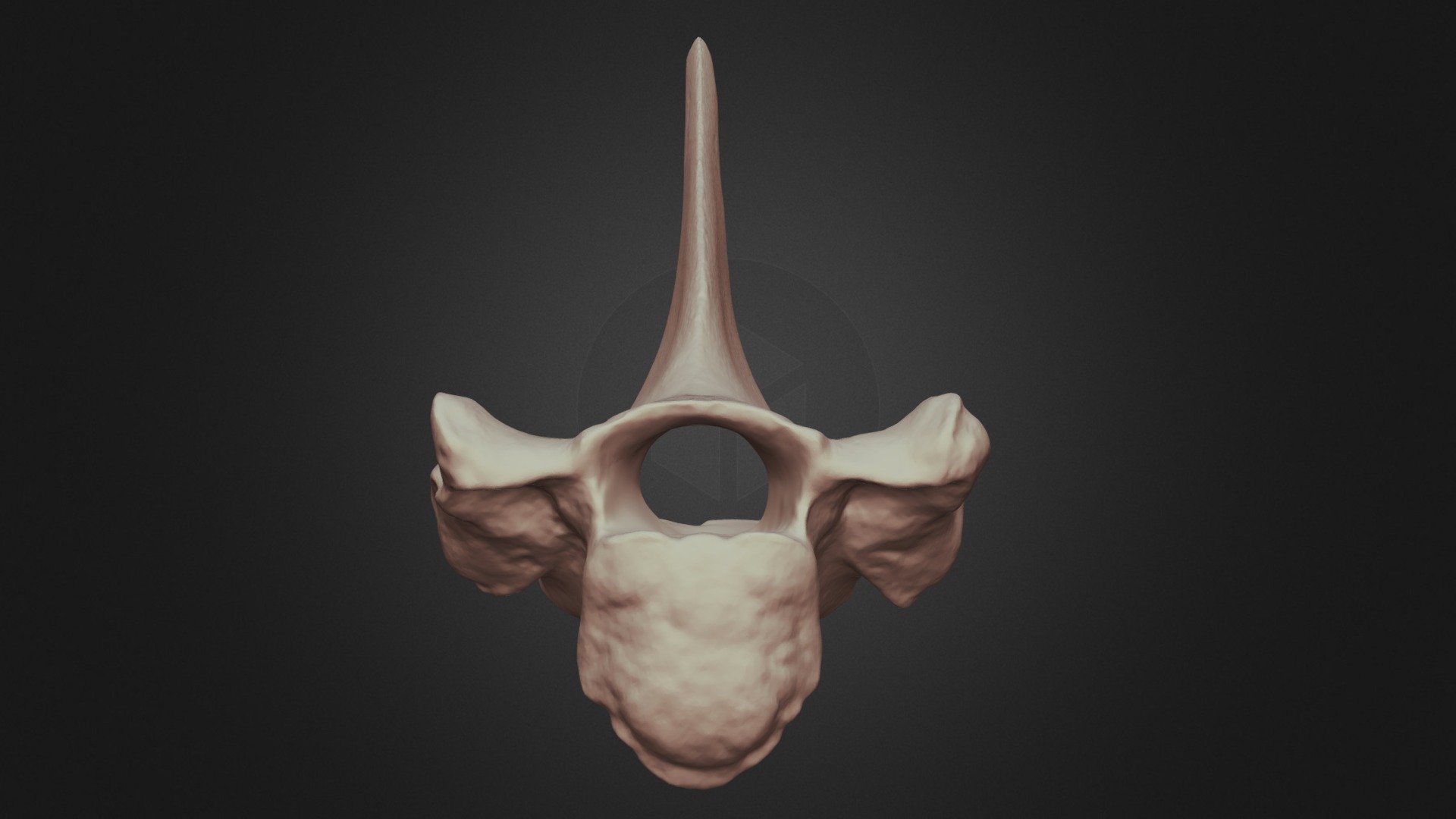 Odocoileus virginianus (Deer) Thoracic Vertebrae - 3D model by Lakehead ...