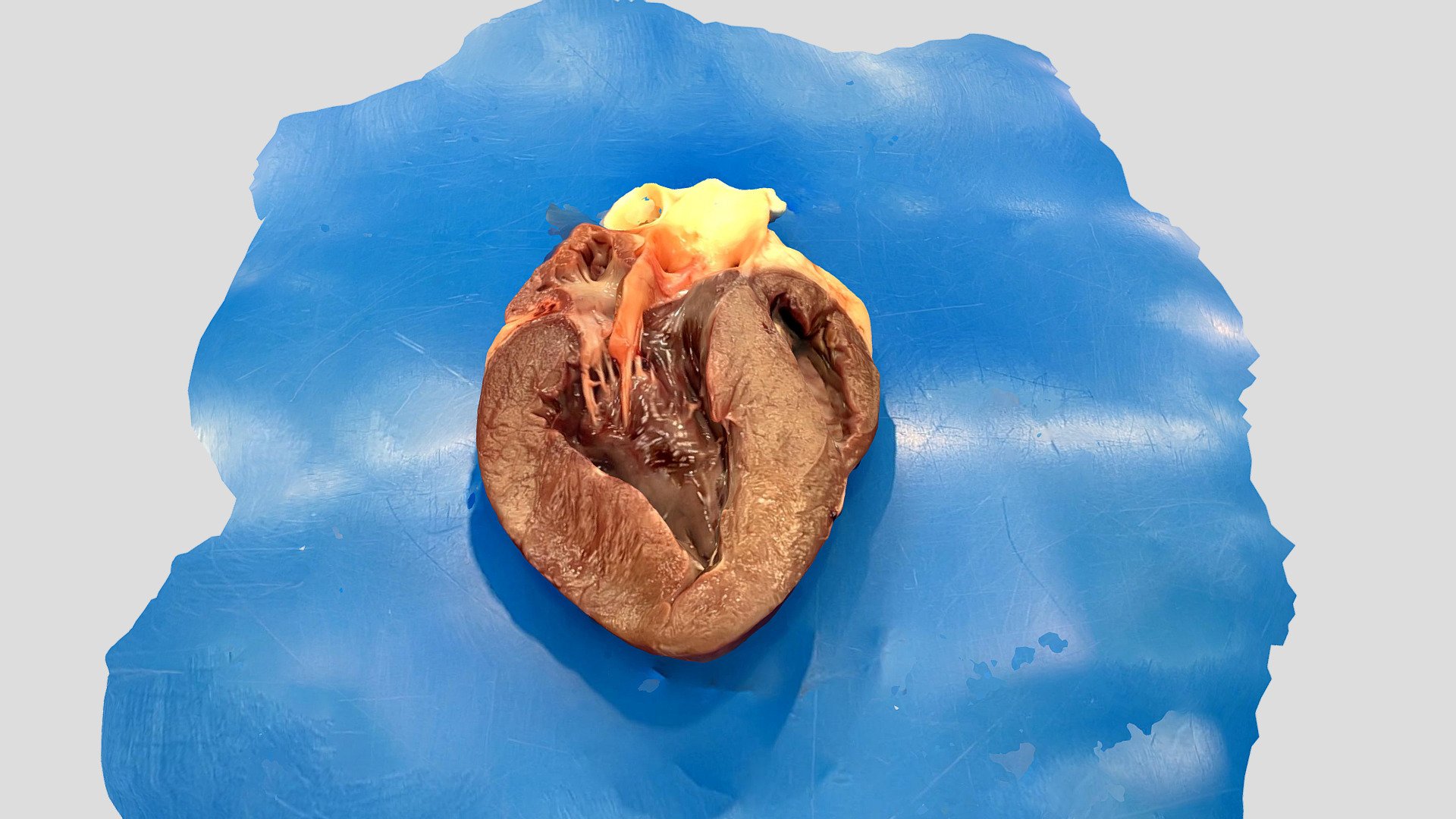 heart from a dog (normal) - Download Free 3D model by vetpath [786b1ea ...