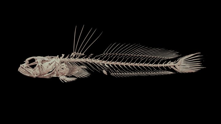 Mudskipper 3D models - Sketchfab