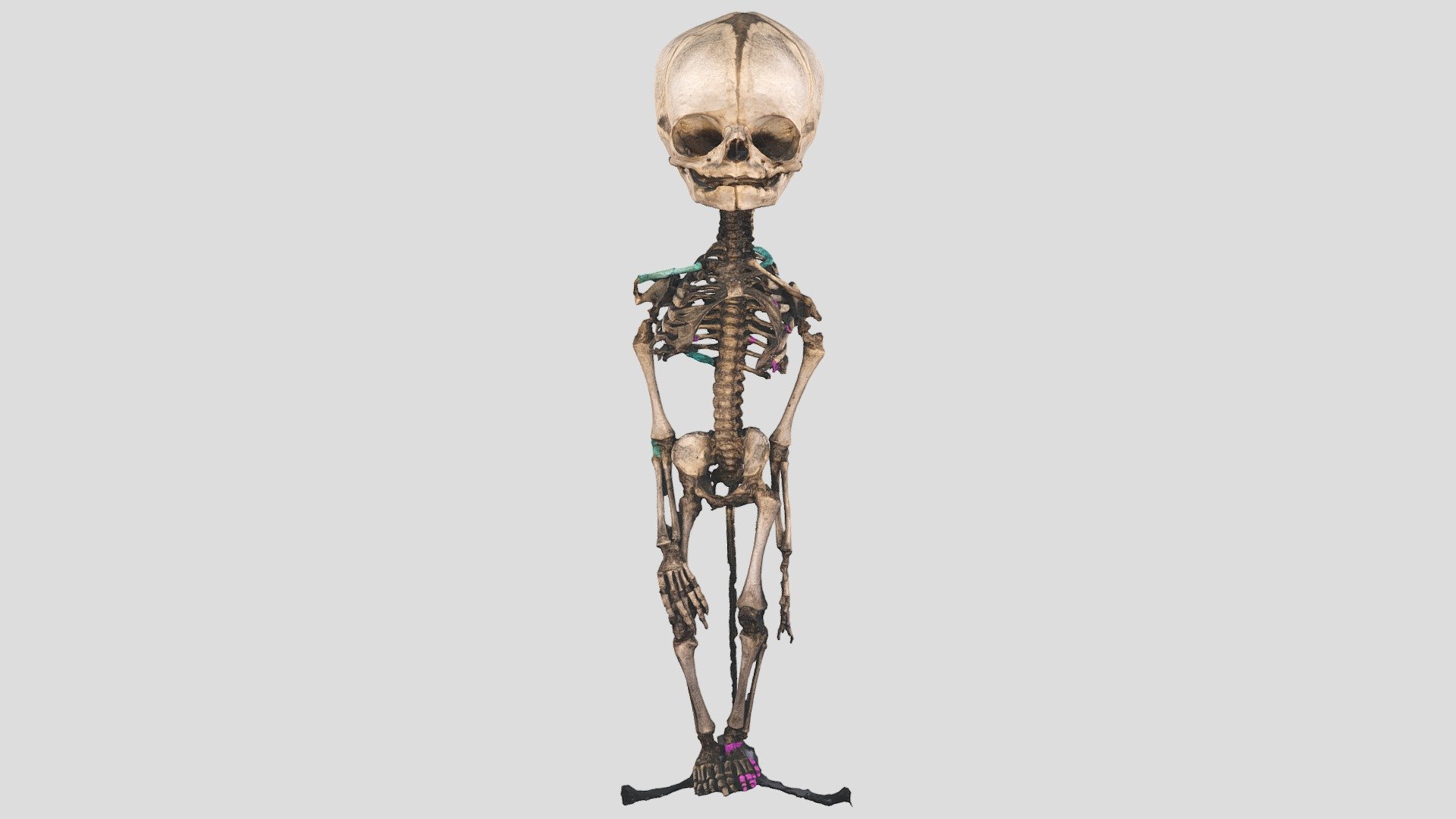 Natural Skeleton with Annotations - 3D model by Museum der Universität ...