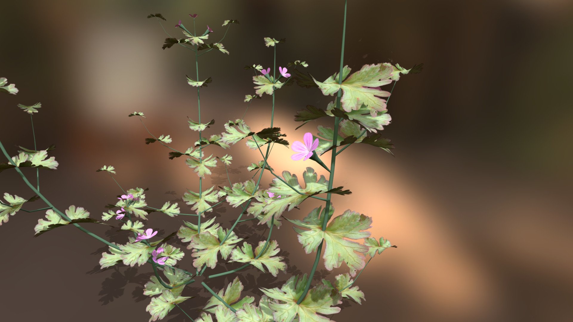 Geranium lucidum - 3D model by Paleobiome [7871cdc] - Sketchfab