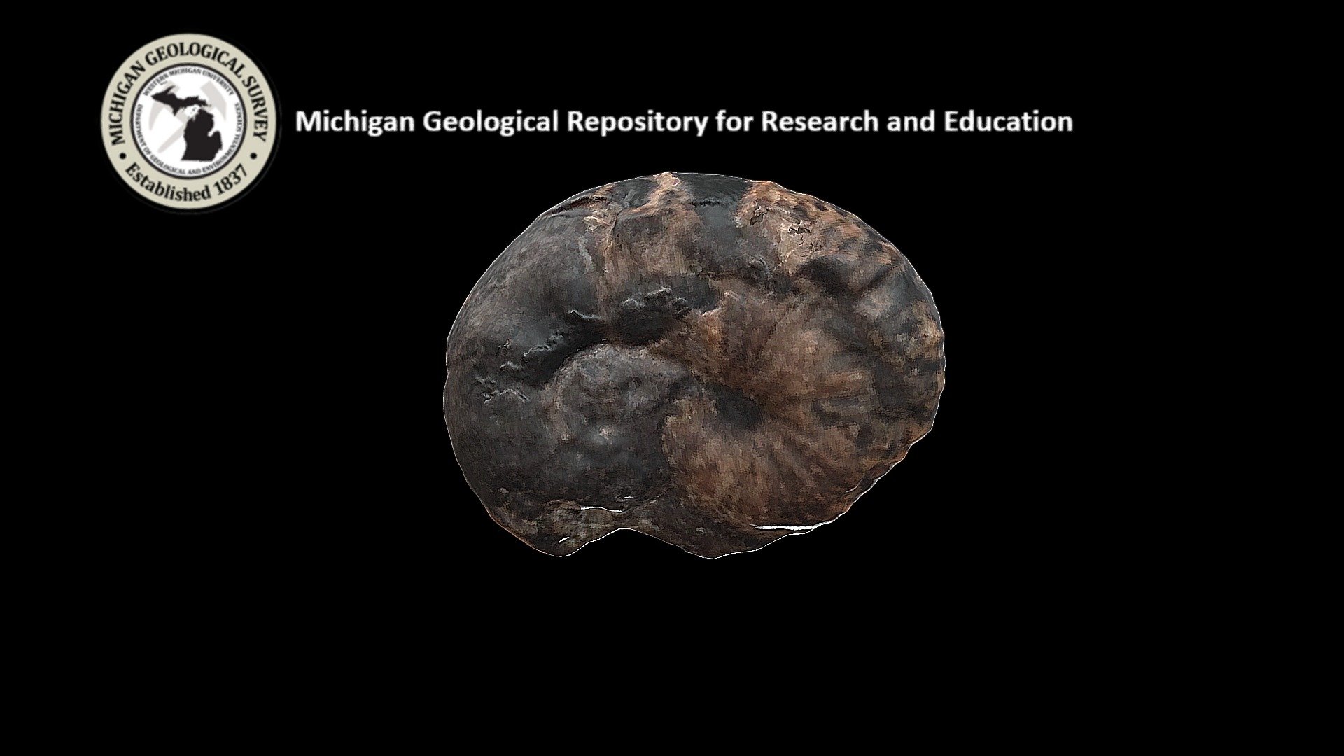 Fossil: Cephalopoda - Download Free 3D model by MGRRE [7878142] - Sketchfab