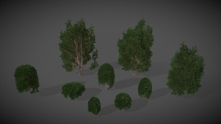 Yew-tree 3D models - Sketchfab