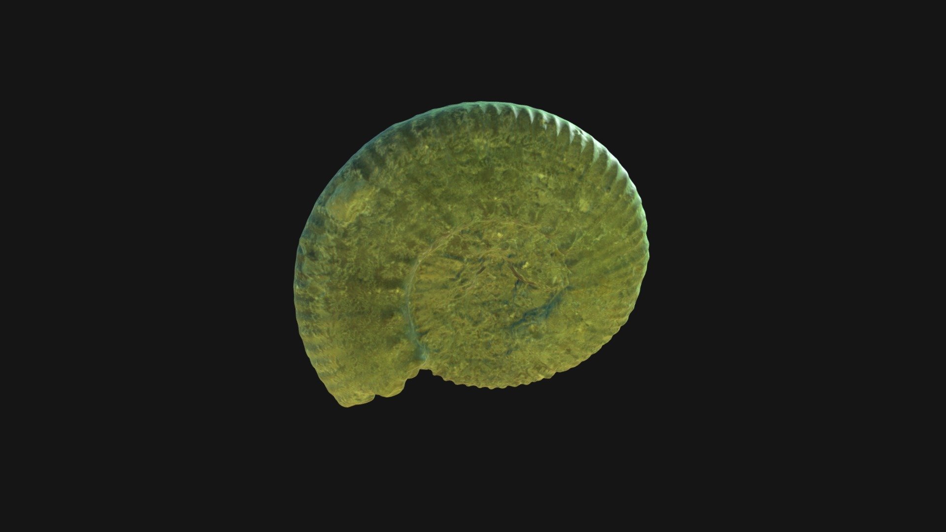 Aulacostephanus - 3D model by HRDP [78950eb] - Sketchfab