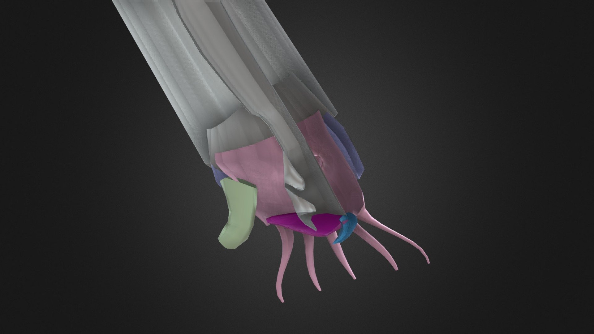 Orthocerida 4 (anatomy) - 3D model by Paleobiome [78987dd] - Sketchfab