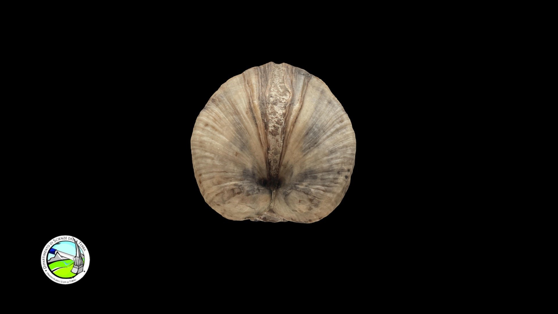 Pholadomya - 3D model by Dipartimento di Scienze della Terra - UniTo ...