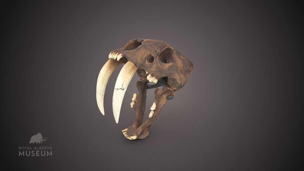 Smilodon - A 3D model collection by tech2021 - Sketchfab