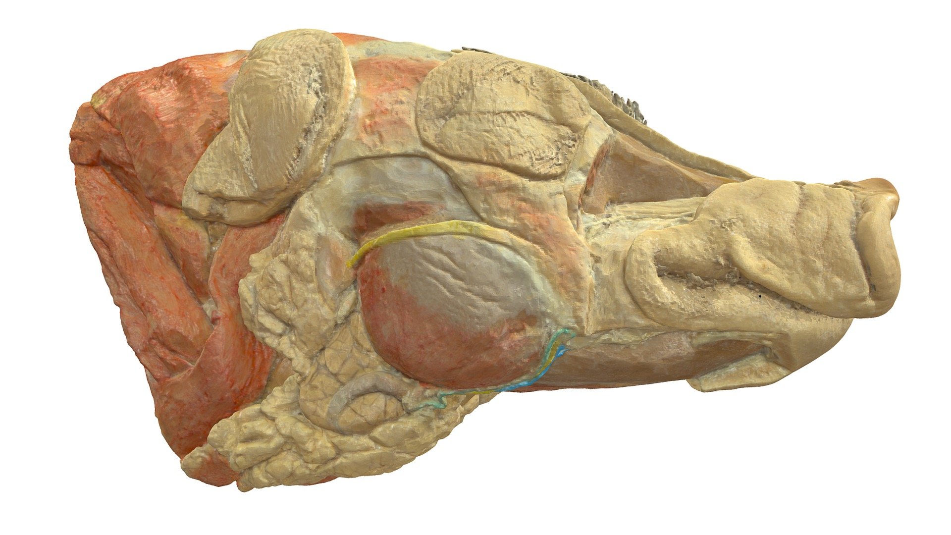 Pig, Head, Neck, Topography (plastinate) - 3D model by Vetanat.UZH ...