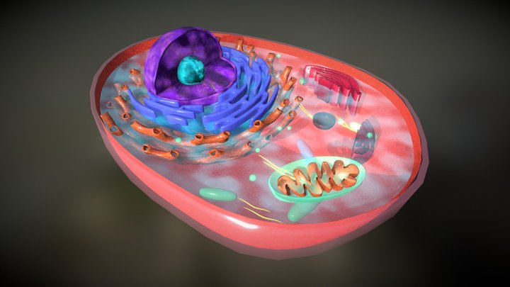 Organelles 3D models - Sketchfab