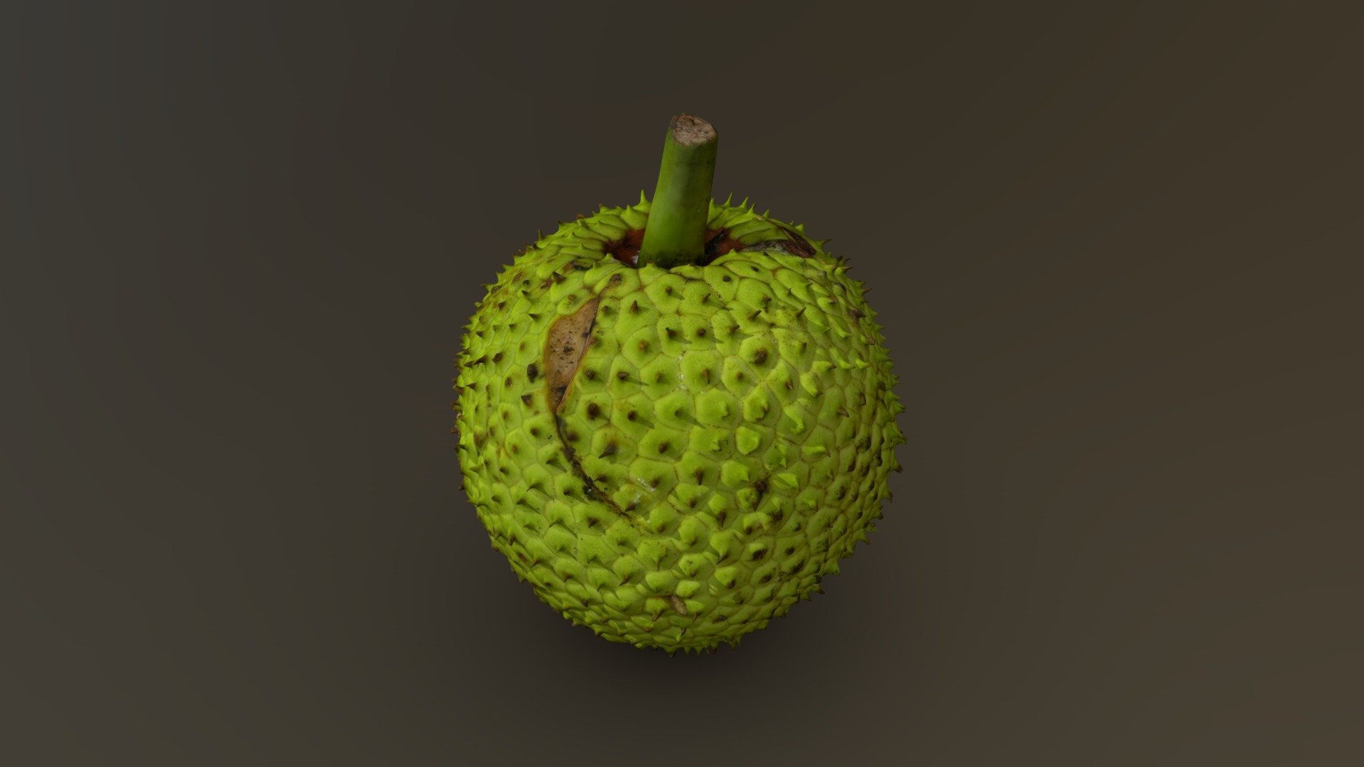 Breadfruit 01 - Buy Royalty Free 3D model by CemAygun [78b60e1] - Sketchfab Store
