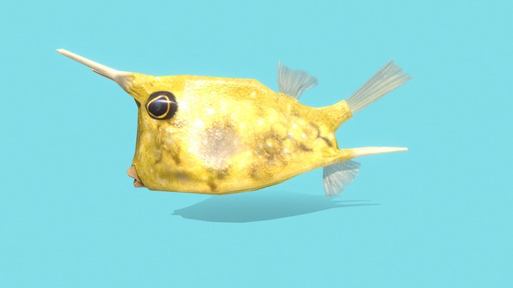Cowfish 3D models - Sketchfab