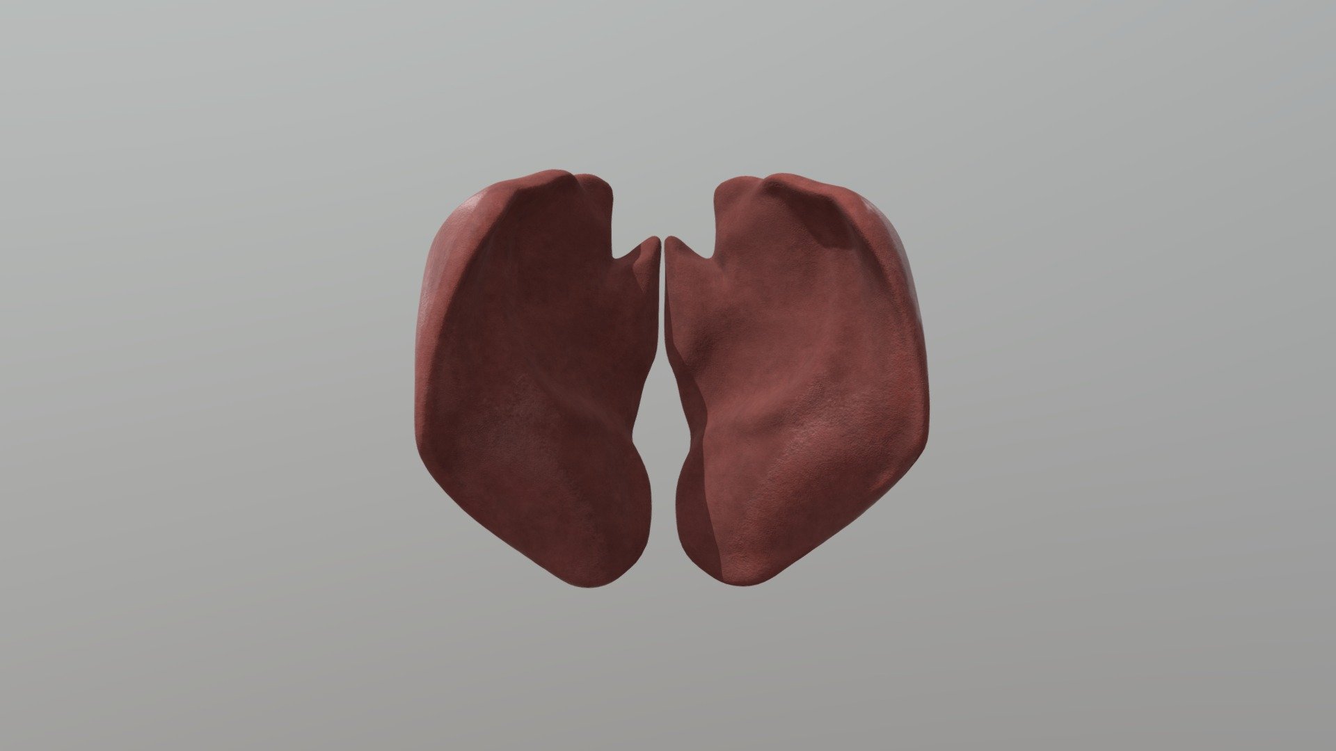 Lung 3d Model By Yukee1102 [78c9775] Sketchfab