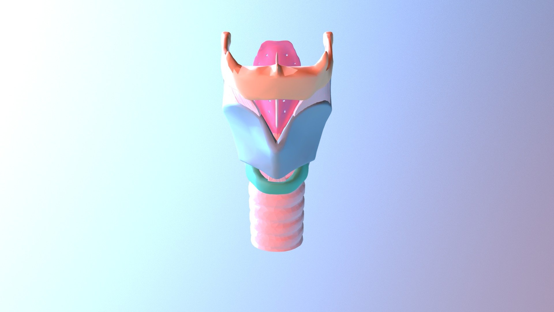 larynx - 3D model by Arfront (@Bo.Feng) [78ca78a] - Sketchfab