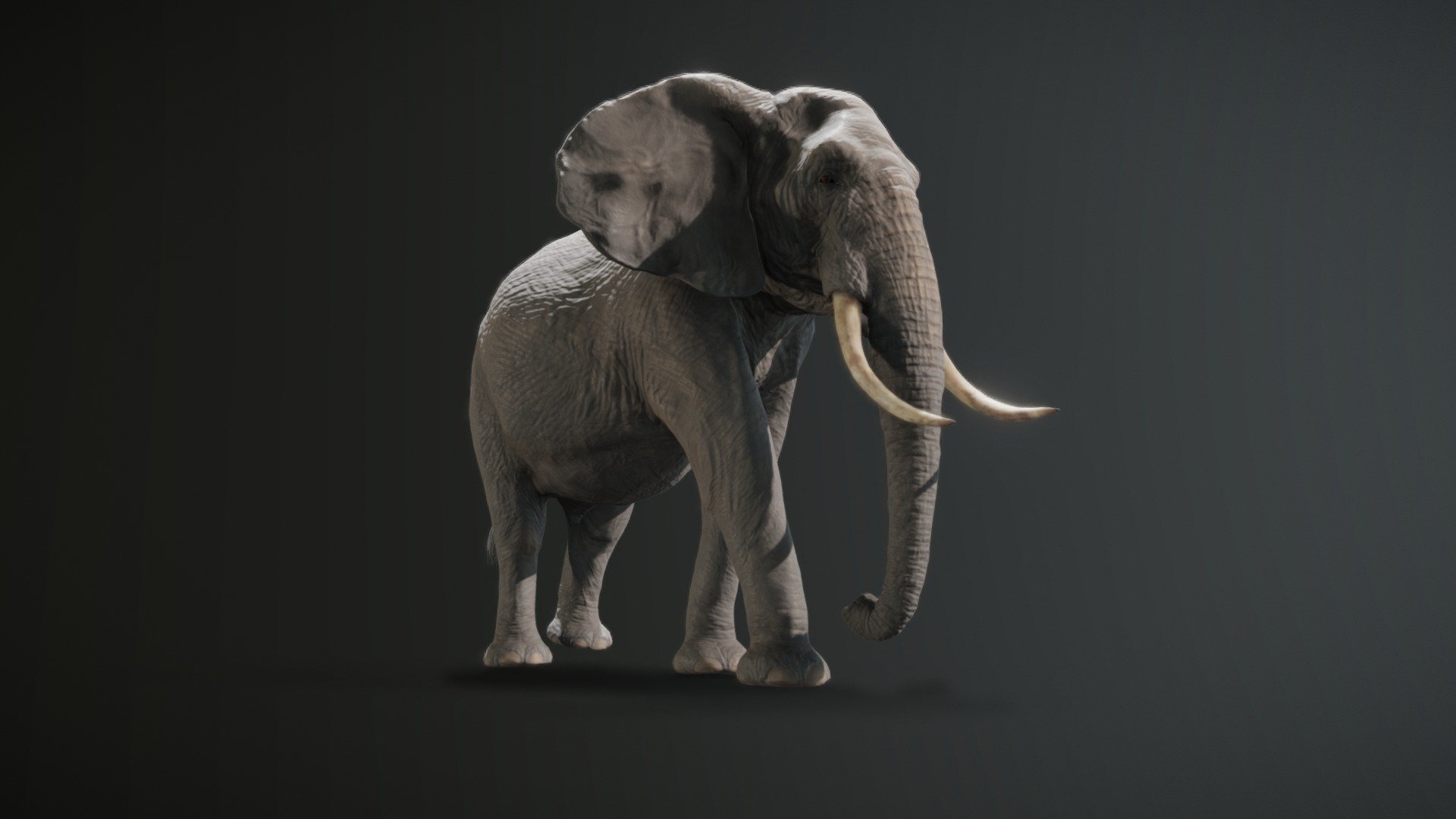 African elephant | PBR | Low poly - Buy Royalty Free 3D model by Cesar ...