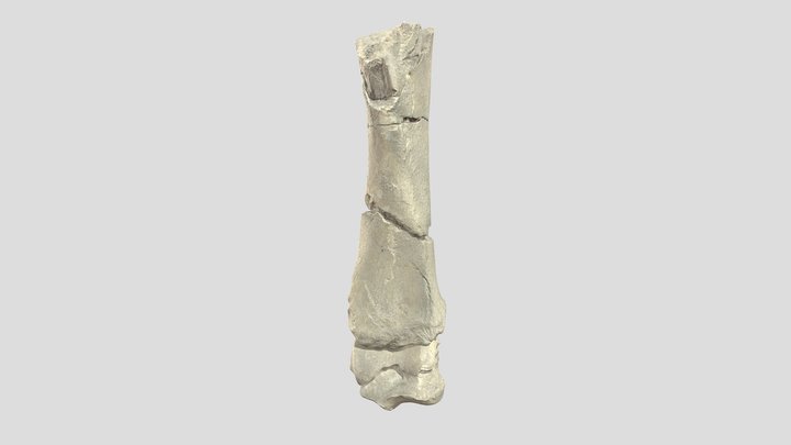 Talus 3D models - Sketchfab
