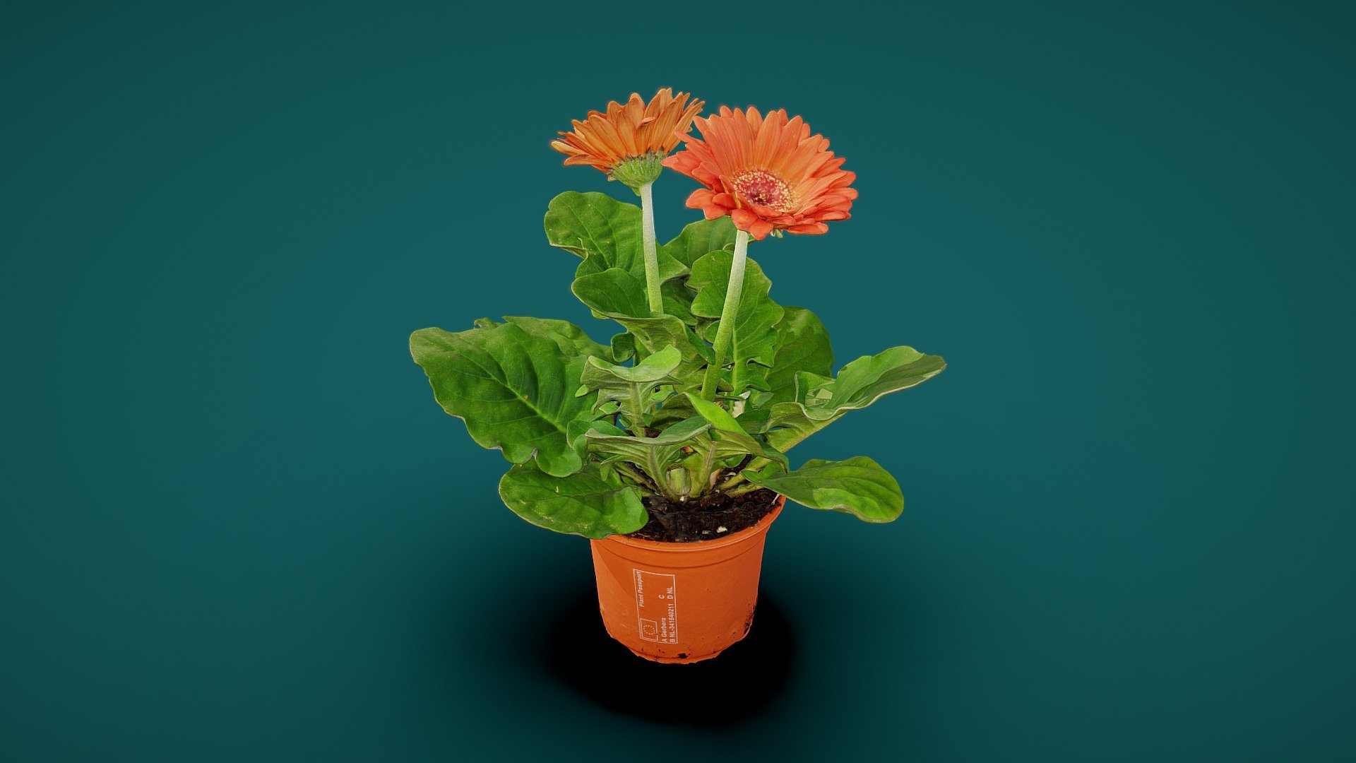 Gerbera with daisies - Download Free 3D model by Lassi Kaukonen ...