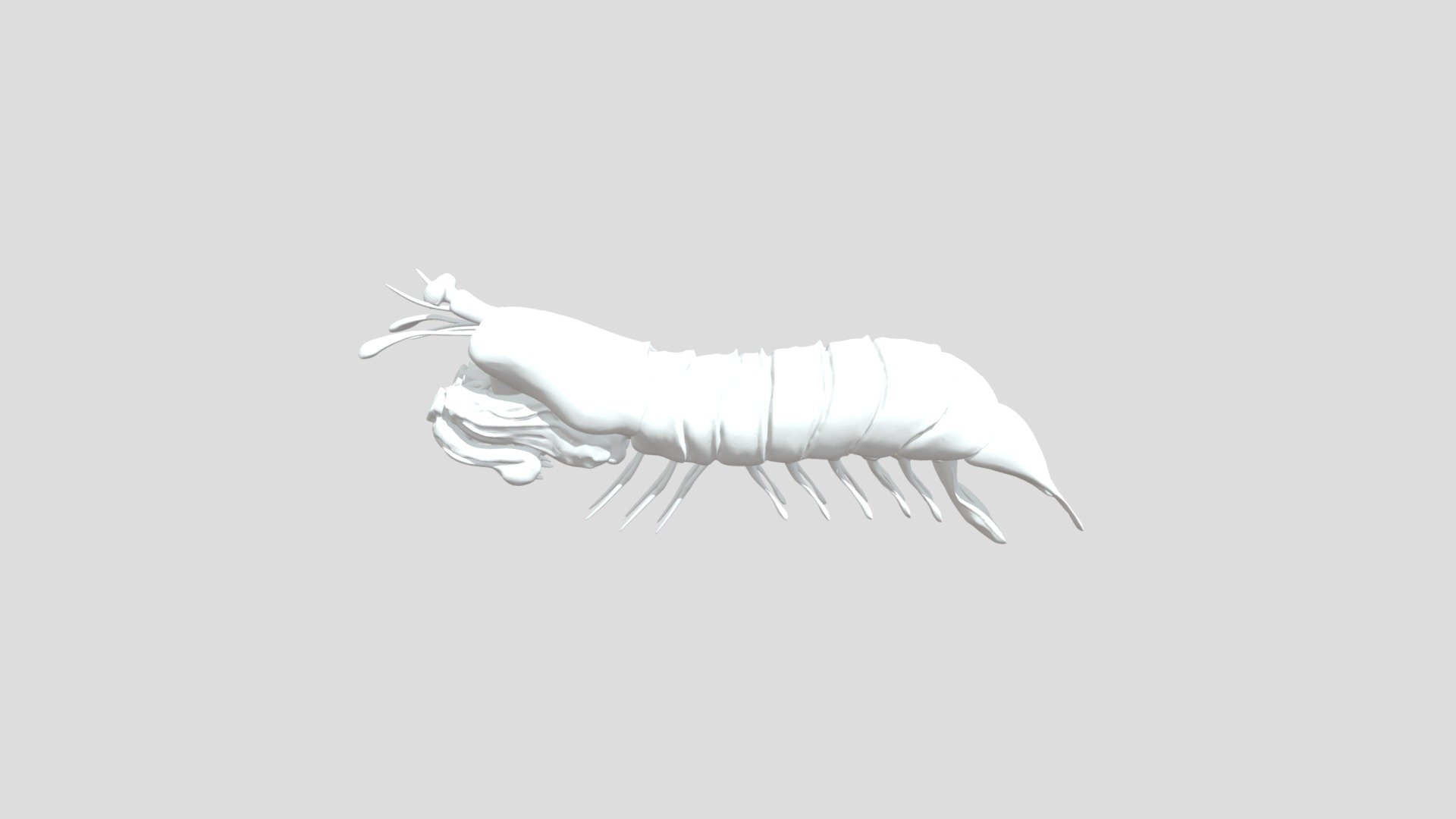 Mantis Shrimp - 3D model by S0nicb00m6 [78d429d] - Sketchfab