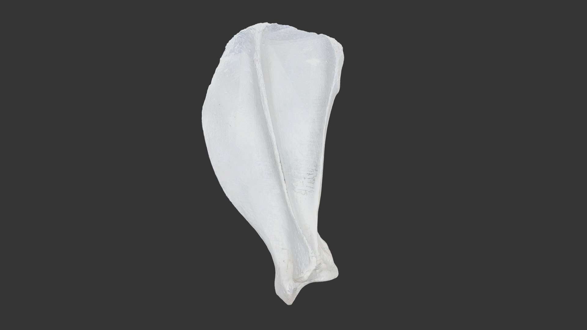 Perro: Escápula - 3D model by PaleoLab-ULE [78d6e16] - Sketchfab