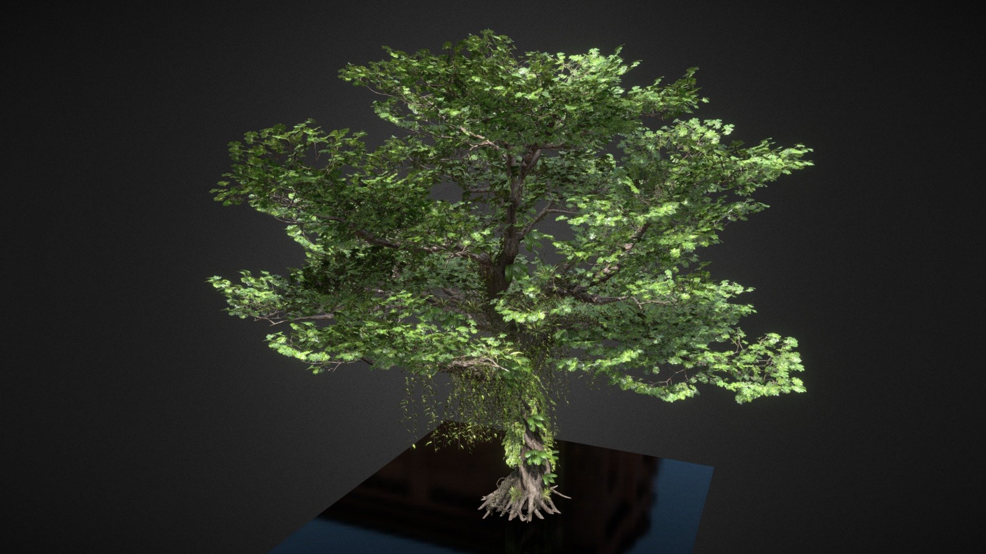 Realistic Jungle Tree - Download Free 3D model by Garecra [78dc7da] - Sketchfab