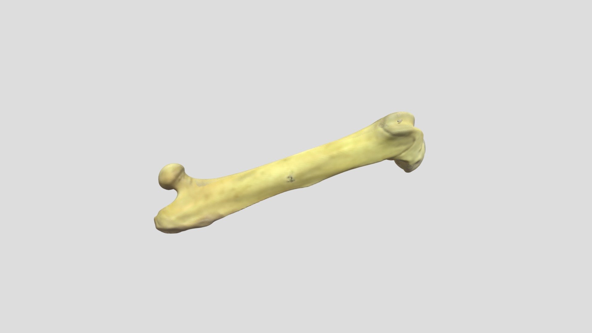 Gibnut left femur - 3D model by coolishwizard [78e1b85] - Sketchfab