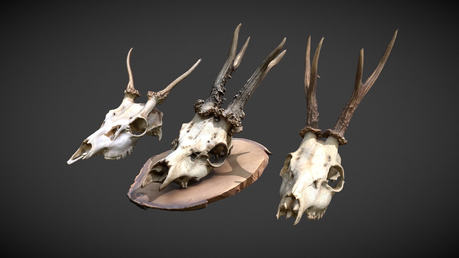 Three Deer Skulls - Buy Royalty Free 3D model by ondrasaur [78ea88d ...