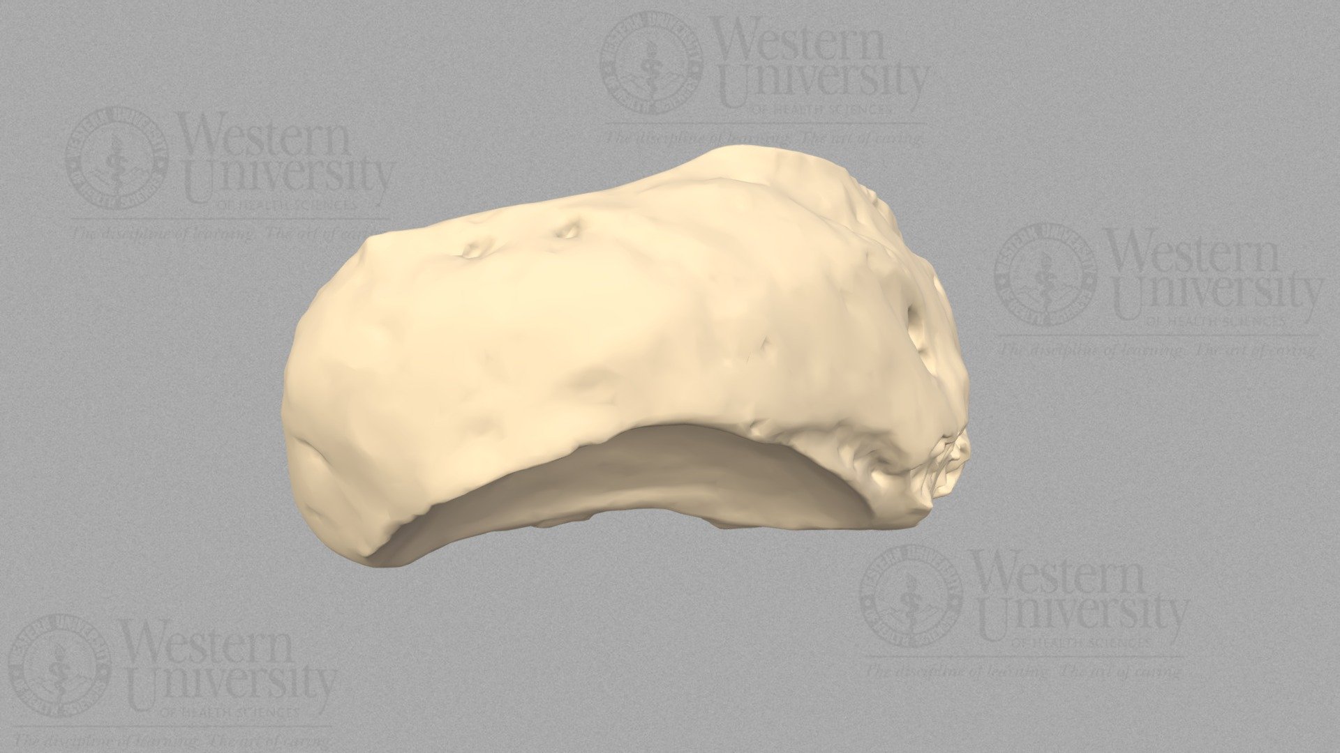Foot Bone Left Navicular - 3D model by WesternU3D [78eb8f0] - Sketchfab
