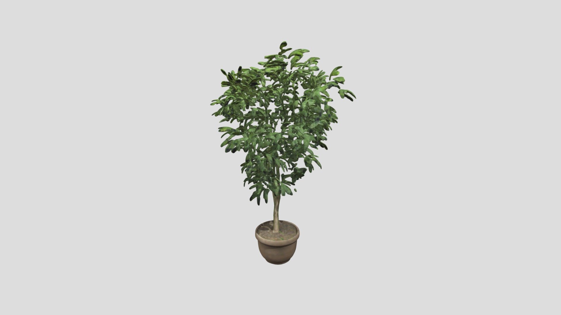 Neem_plant_0218122341_texture_obj - Download Free 3D model by go3452 ...