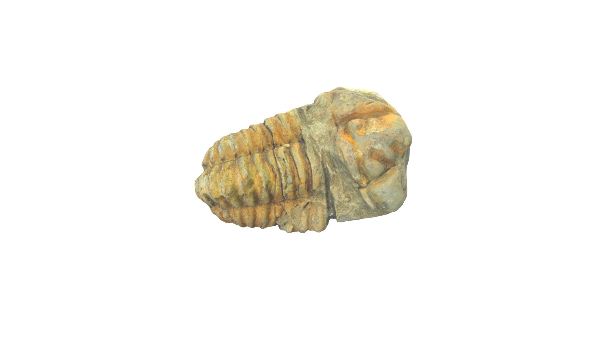 Fossil Sample - Download Free 3D model by UTSC DPES (@Daxberger ...