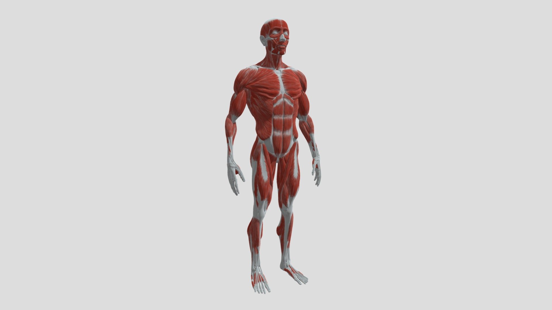 Male Full Body Ecorche - 3D model by ruliusuifeng [78efac8] - Sketchfab